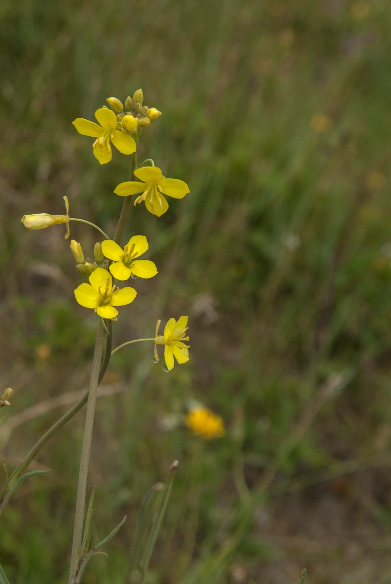 Diplotaxis tenuifolia, Perennial Wall-rocket